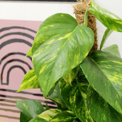 Real Devil's Ivy Pothos Indoor Plant on Moss Pole in 15cm Pot ...