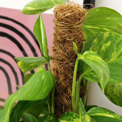 Real Devil's Ivy Pothos Indoor Plant on Moss Pole in 15cm Pot ...