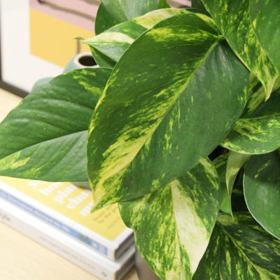Real Devil's Ivy Pothos Indoor Plant on Moss Pole in 15cm Pot ...