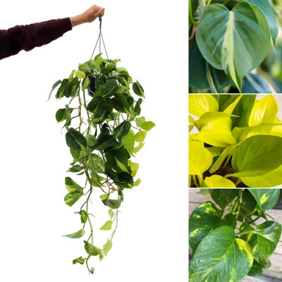 Real Indoor Scindapsus Pothos Hanging Plant Epipremnum Pinatum ...