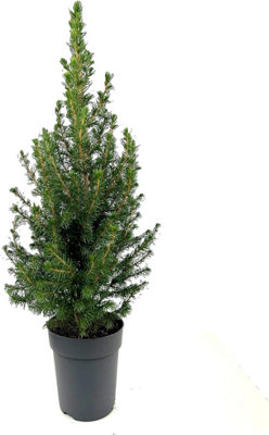 Real Living 65cm Glauca 'Conica' Picea Tree Pot Grown - Hardy Conifer ...