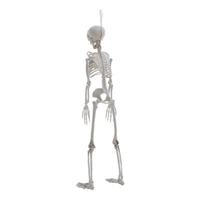 Realistic Full Body Poseable Skeleton Props Hanging Halloween Party ...