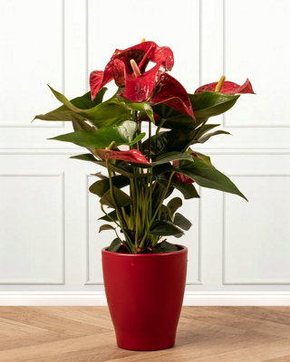 Red Anthurium in Red Ceramic Christmas Pot - Dark Green Leaves, Indoor ...