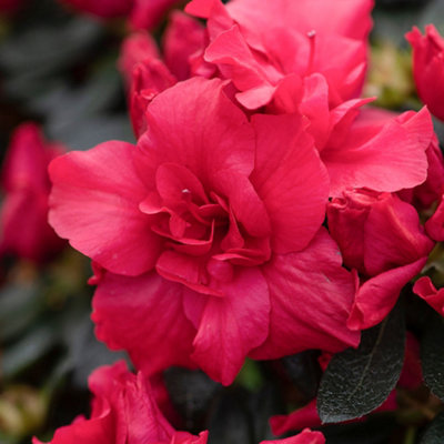 Red Azalea Japonica Tree Trees for Small Gardens Border Patio Potted ...