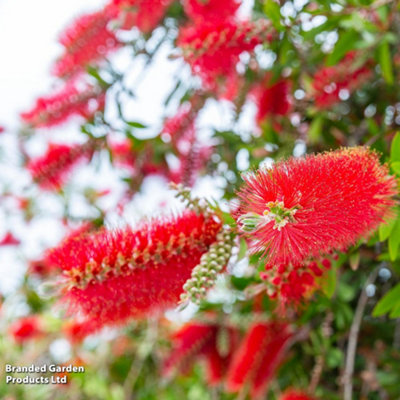 Red Callistemon Laevis - Large 15 Litre Potted Plant x 1 - Sun Loving Shrub