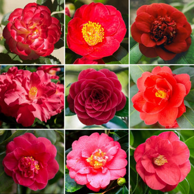 Red Camellia Garden Plant Vibrant Red Blooms Compact Size 20 30cm Height Including Pot