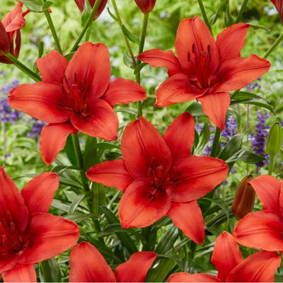 Red Highland Asiatic Lily 50 x Summer Bulbs - Bright Seasonal Plants ...