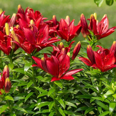 Red Highland Asiatic Lily 50 x Summer Bulbs - Bright Seasonal Plants ...