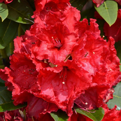 Red Japanese Azalea (30-40cm Height Including Pot) - Delicate Red ...