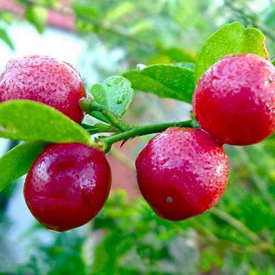 Red Lime Tree - Outdoor Fruit Tree, Grow Your Own Tasty Fruits, Ideal ...