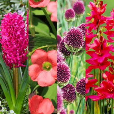 Perennial bulbs store