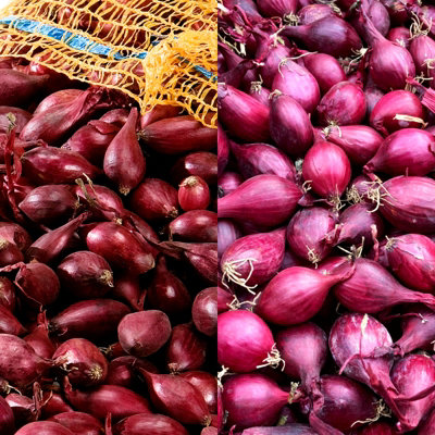 Red Onion Set 500g Mix - Red Winter & Electric Autumn Planting Winter ...