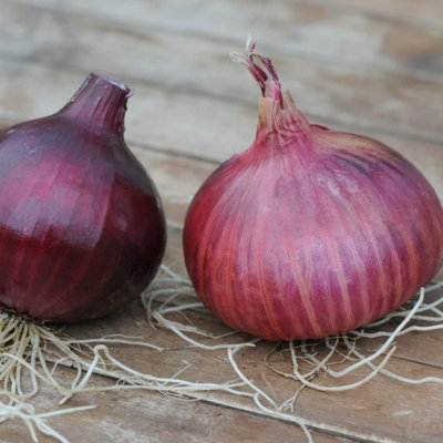 Red Onion Set 500g Mix - Red Winter & Electric Autumn Planting Winter ...