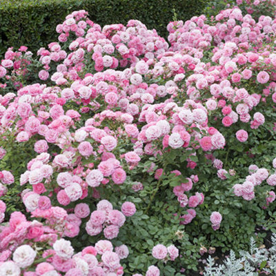 Red Pink and White Groundcover Roses in 9cm Pots Repeat Flowering ...