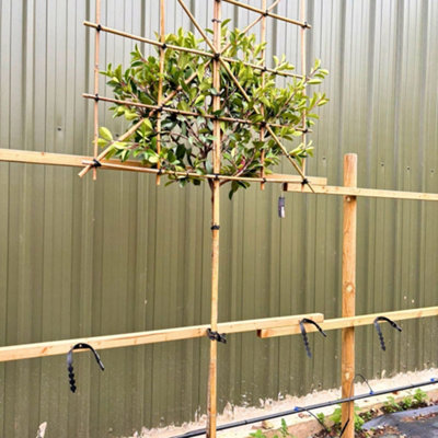 Red Robin Pleached Tree with Staking Kit - 150cm Stem and 6cm Girth