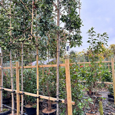Red Robin Pleached Tree with Staking Kit - 180cm Stem and 10cm Girth