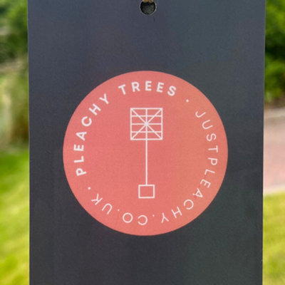 Red Robin Pleached Tree with Staking Kit - 200cm Stem and 14cm Girth