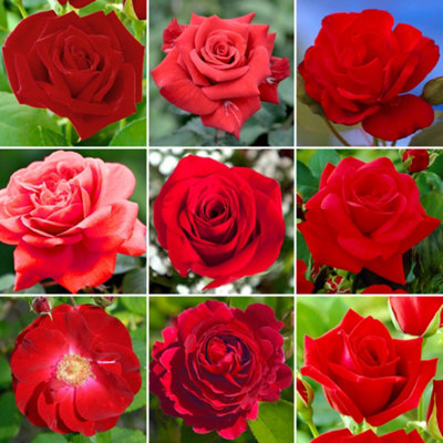 Red Rose - Outdoor Plant, Stunning Colour, Ideal for Gardens, Compact Size