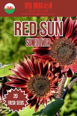 Red Sun Sunflower Seeds - 20 Fresh Seeds