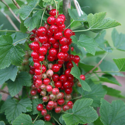 Redcurrant Jonkheer van Tets Fruit Bush Ribes Fruiting Shrub Plant Bare ...