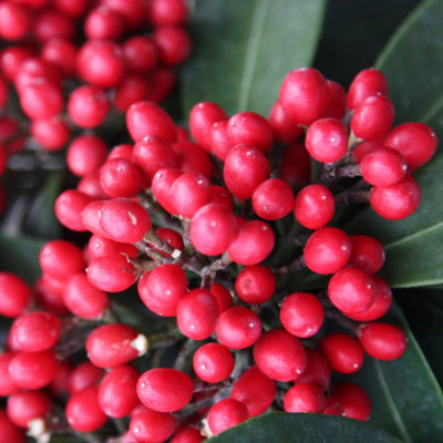 Reevesiana Japanese Skimmia Shrub Plant Skimmia Japonica 1.5L Pot