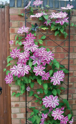 Regent Wall Trellis - Decorative Garden Screen, Plant Support - Solid ...