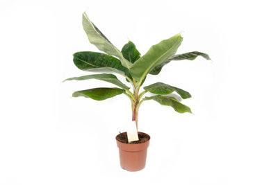 Regina Banana (Musa) Tree - 7Ltr Potted