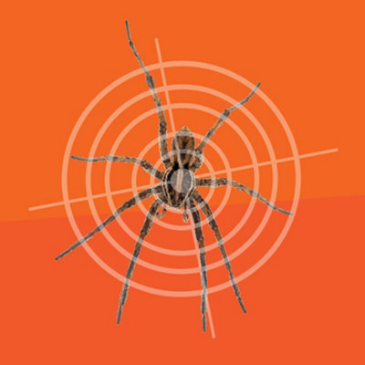 Repel-N-Go - Spider Repellent Deterrent Spray - Natural Eco-Friendly ...