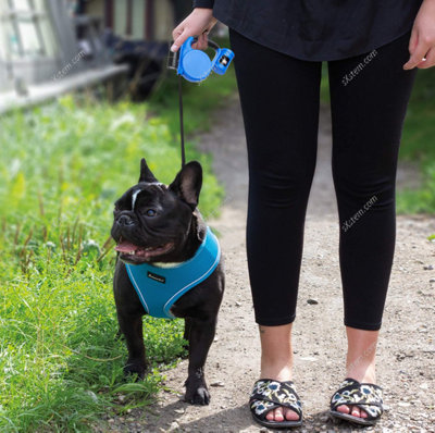 Retractable Dog Lead Training Pet Leash Extendable Blue
