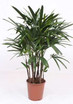 Rhapis Excelsa, 24cm Pot Size, 100cm Tall, Lady palm, Indoor Houseplant