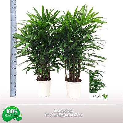Rhapis Excelsa, 24cm Pot Size, 130cm Tall, Lady palm, Indoor Houseplant
