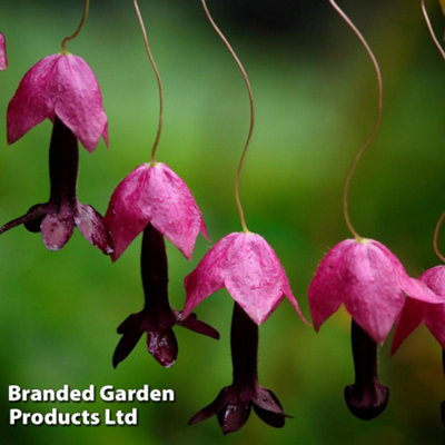 Rhodochiton atrosanguineus (Purple Bell Vine) 10 PostiPlug Plants | DIY ...