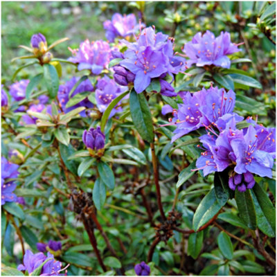 Rhododendron Azalea BlueTit, in 9cm Pot, Grey, Violet Blue Blooms