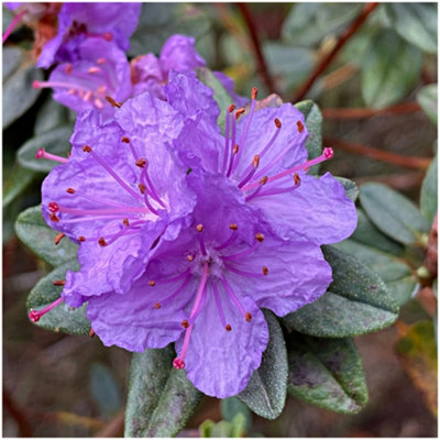 Rhododendron Azalea BlueTit, in 9cm Pot, Grey, Violet Blue Blooms
