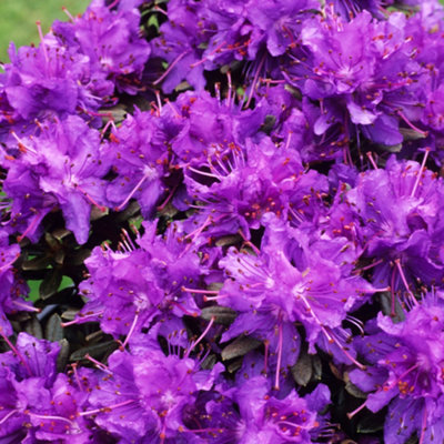 Rhododendron Azurika Garden Plant - Stunning Purple Blooms, Compact ...