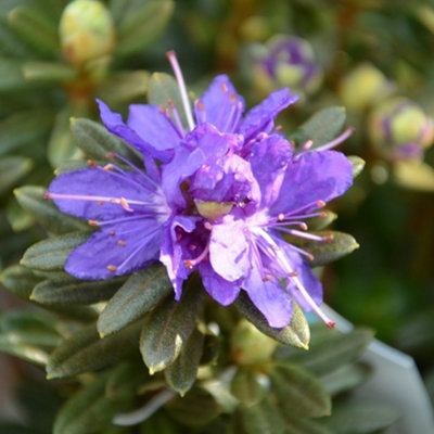 Rhododendron Azurika Garden Plant - Stunning Purple Blooms, Compact ...
