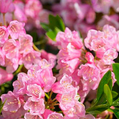 Rhododendron Bloombux Magenta (30-40cm Height Including Pot) Garden ...