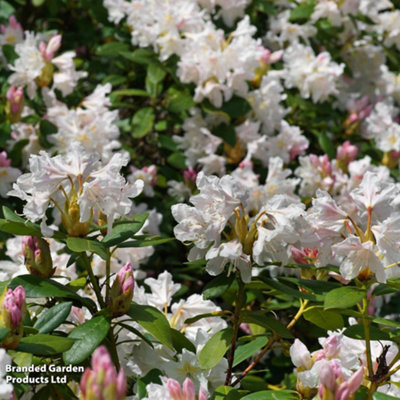 Rhododendron Dwarf Tinkerbird 3 Litre Potted Plant x 1