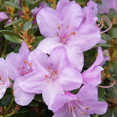 Rhododendron Garden Plant - Lilac-Pink Blooms, Compact Growth, Medium ...