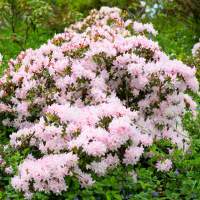 Rhododendron Ginny Gee (15-25cm Height Including Pot) Garden Plant - Dwarf Shrub, Abundant ...