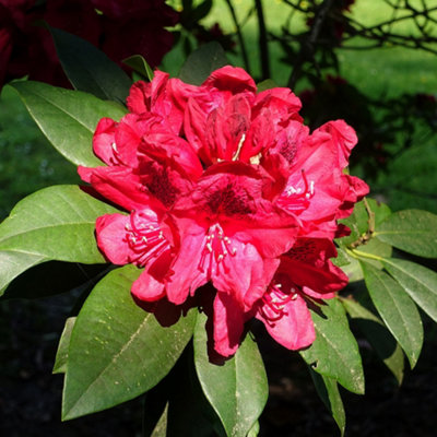 Rhododendron Lord Roberts Evergreen Outdoor Garden Shrub Red Flowering ...
