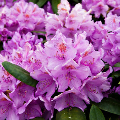 Rhododendron Marcel Menard (purple) 17cm | DIY at B&Q