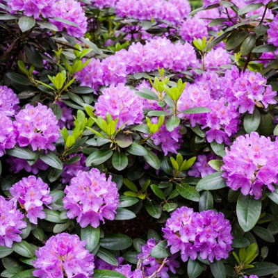 Rhododendron Marcel Menard (purple) 17cm | DIY at B&Q