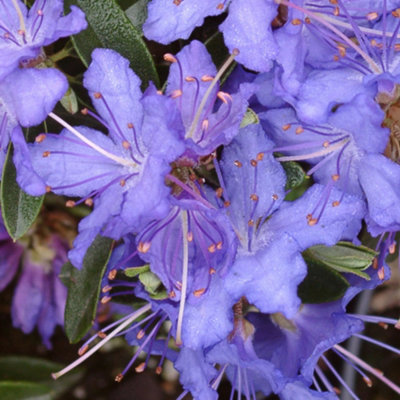 Rhododendron Night Sky (15-25cm Height Including Pot) Garden Plant ...