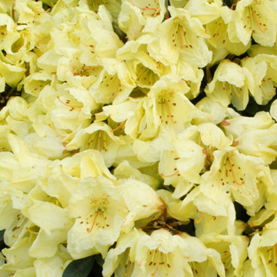 Rhododendron Wren Garden Plant - Yellow Blooms, Compact Size, Hardy (15 ...
