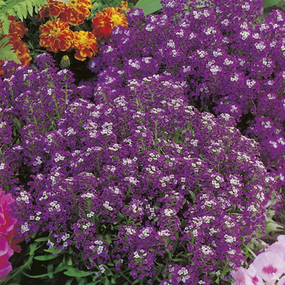 RHS Alyssum Violet Queen Flower Seeds