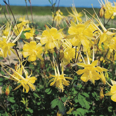 RHS Aquilegia Yellow Queen Flower Seeds
