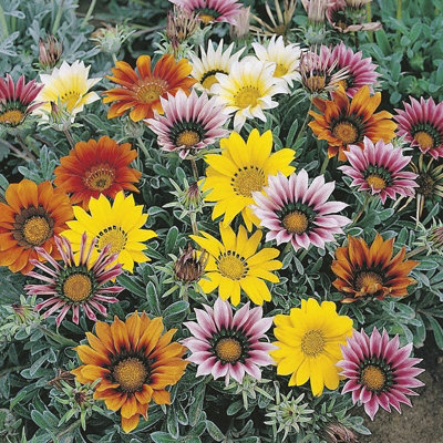 RHS Gazania Talent Mixed Flower Seeds