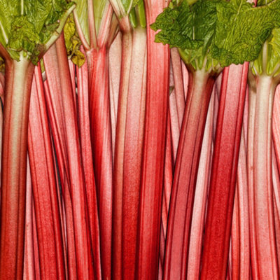 Rhubarb Goliath Bare Root - Grow Your Own Bareroot, Fresh Vegetable ...