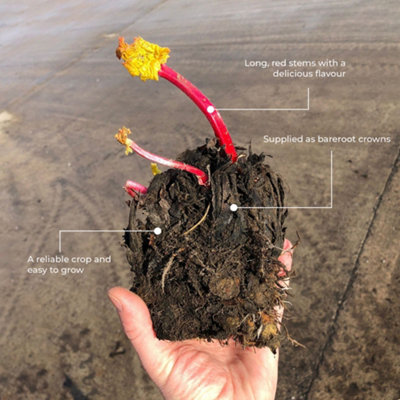 Rhubarb Goliath Bare Root - Grow Your Own Bareroot, Fresh Vegetable ...